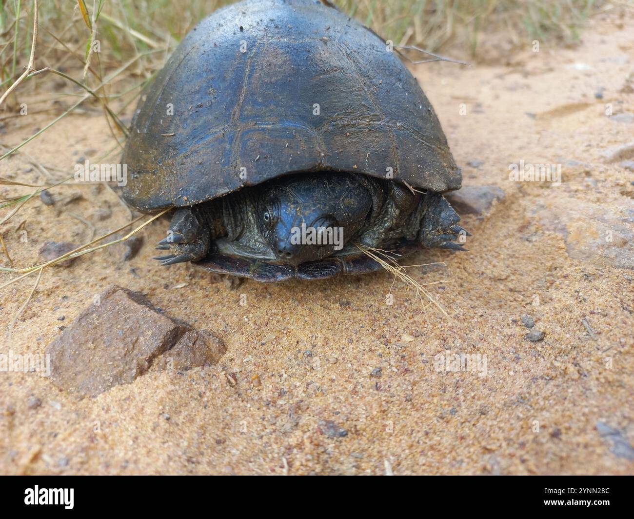 Serrated Hinged Terrapin (Pelusios sinuatus Stock Photo - Alamy