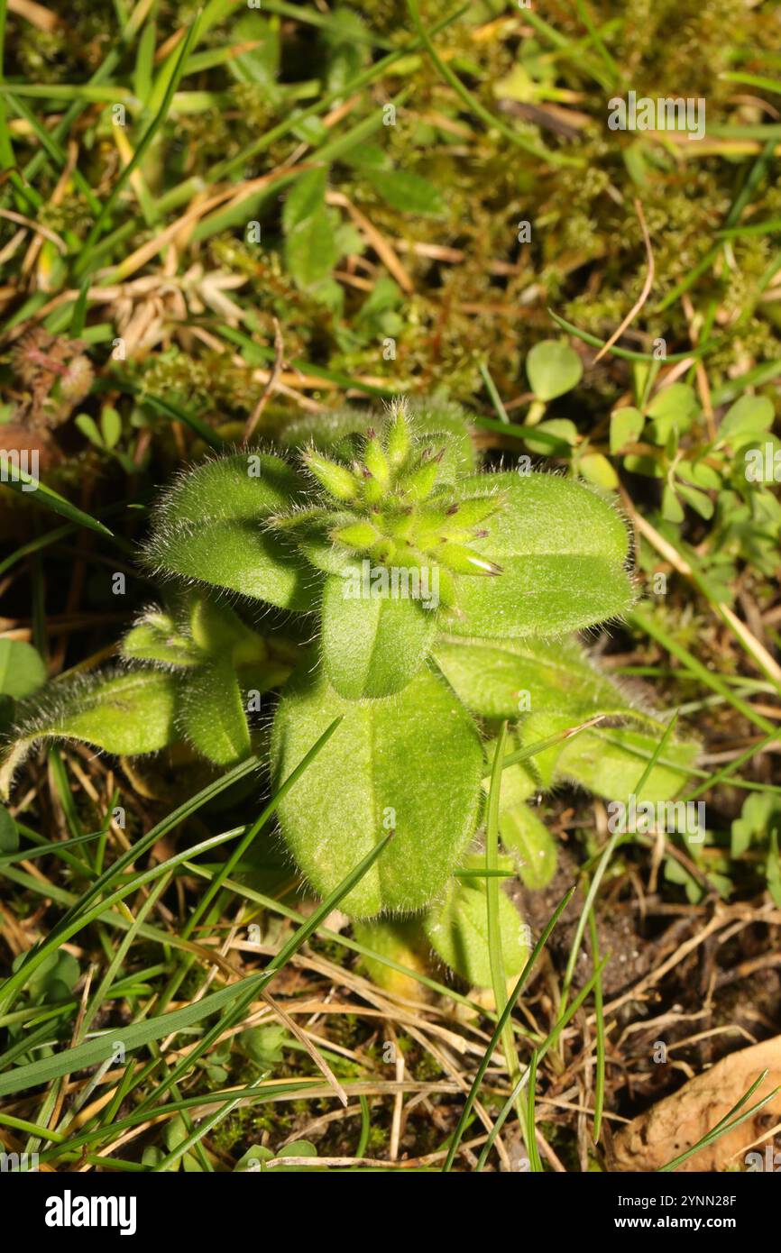 Common mouse-ear chickweed (Cerastium fontanum Stock Photo - Alamy
