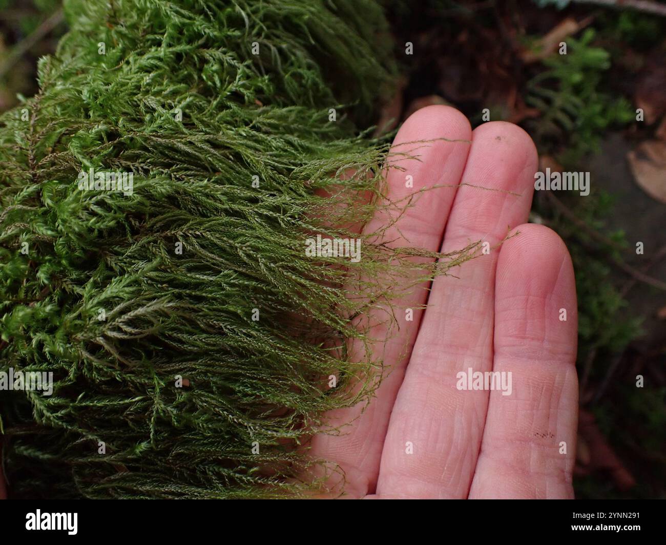 Cat's Tail Moss (Pseudisothecium stoloniferum Stock Photo - Alamy