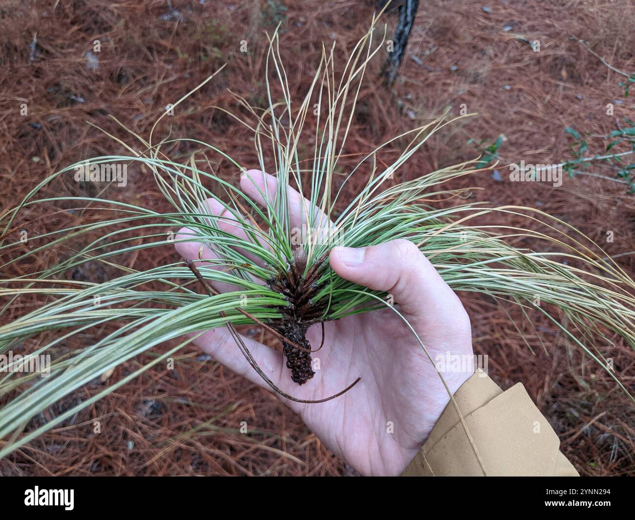 longleaf pine (Pinus palustris Stock Photo - Alamy