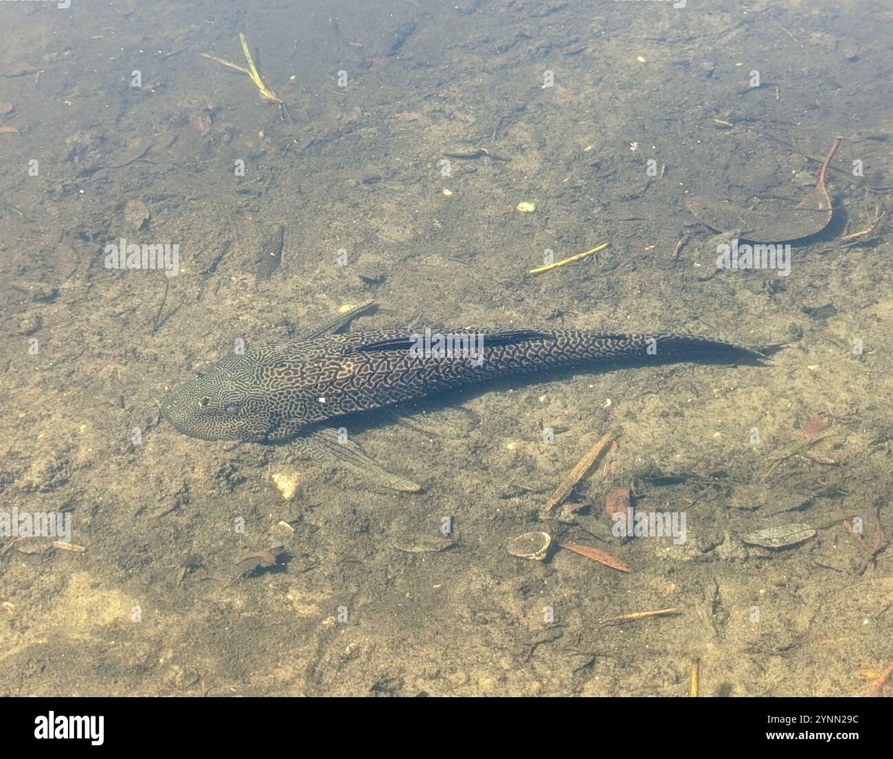 Sailfin Catfishes (Pterygoplichthys Stock Photo - Alamy