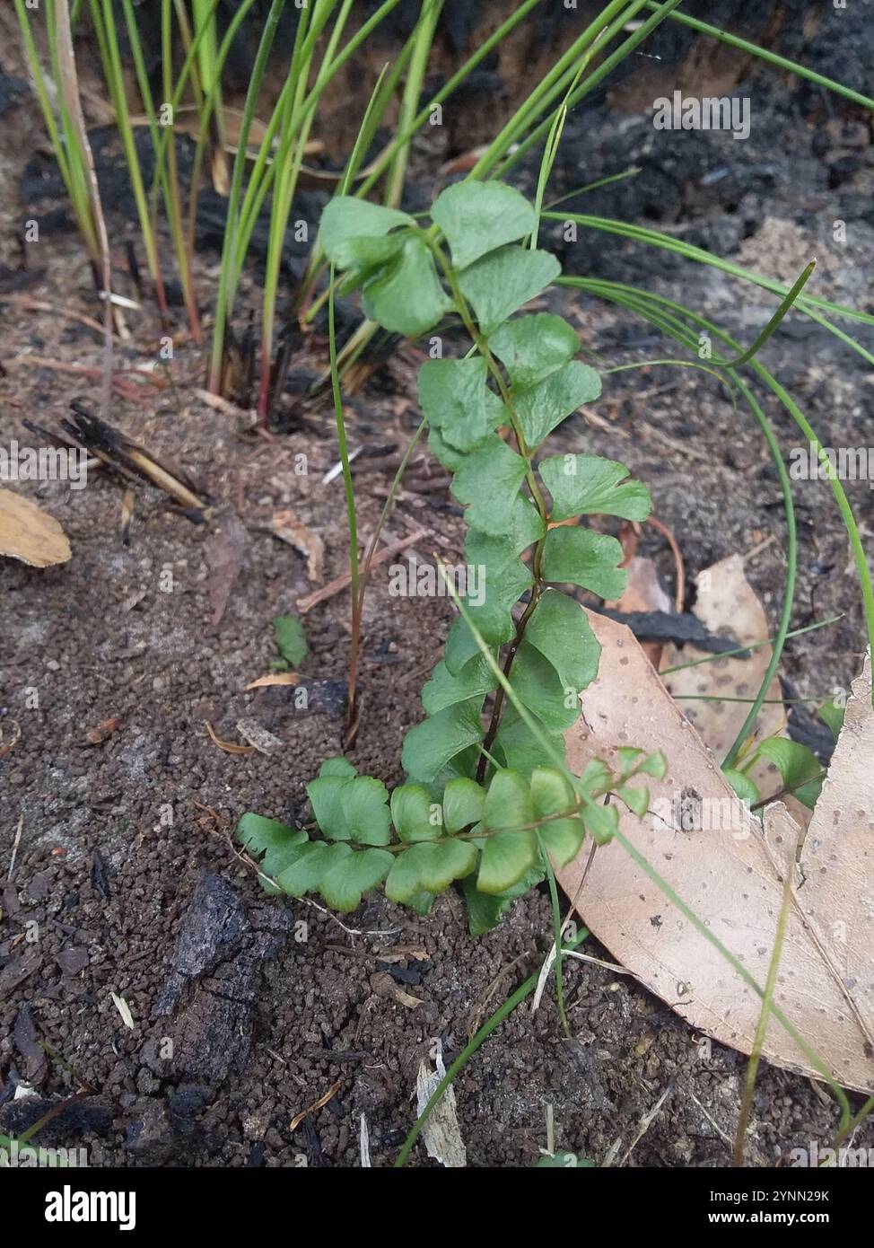 Screw Fern (Lindsaea linearis Stock Photo - Alamy