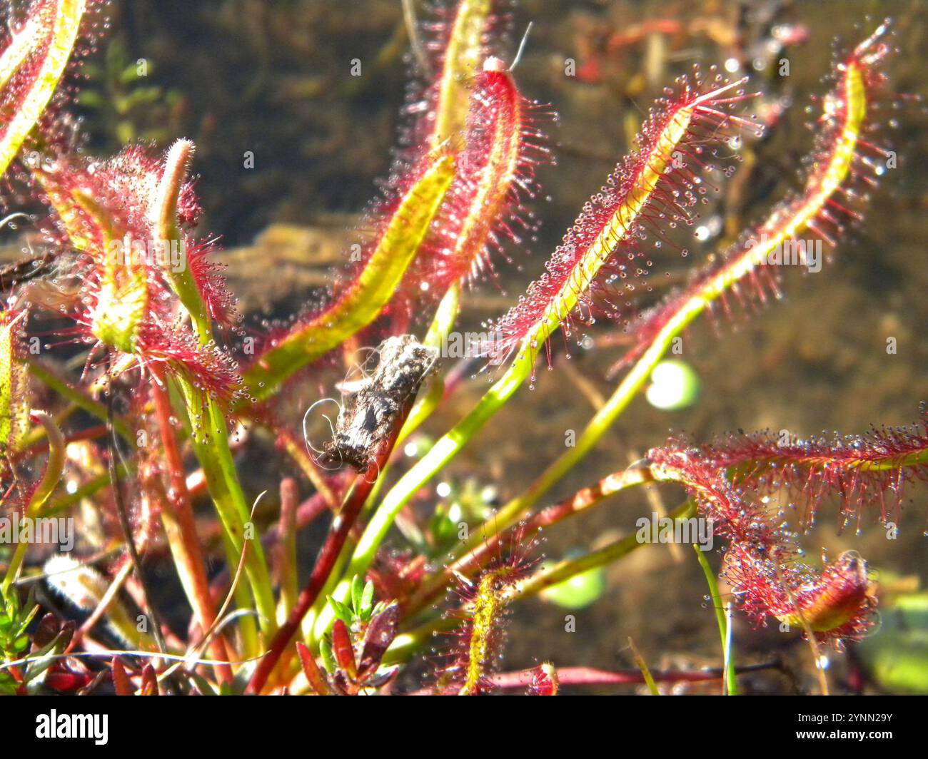 Cape Sundew (Drosera capensis Stock Photo - Alamy