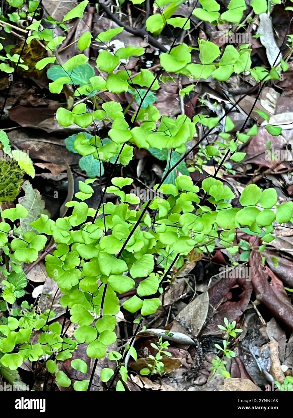 California Maidenhair Fern (Adiantum jordanii Stock Photo - Alamy