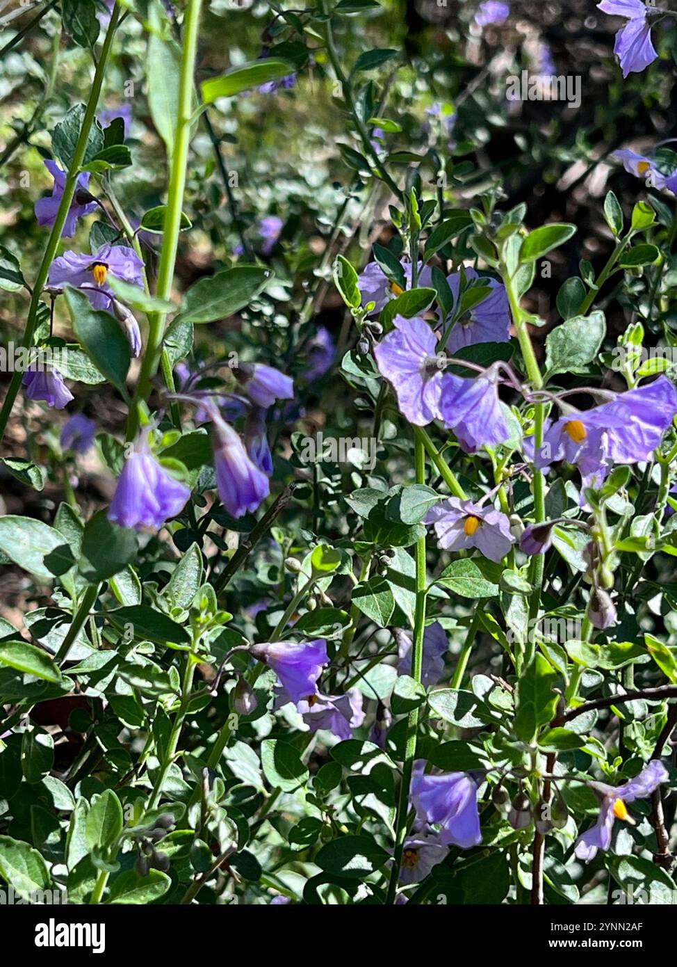 bluewitch nightshade (Solanum umbelliferum Stock Photo - Alamy