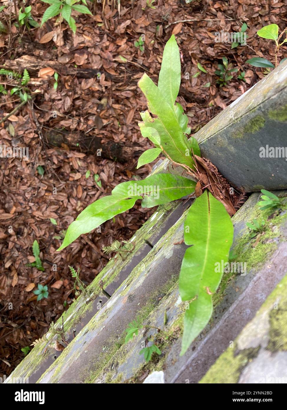 Long strapfern (Campyloneurum phyllitidis Stock Photo - Alamy