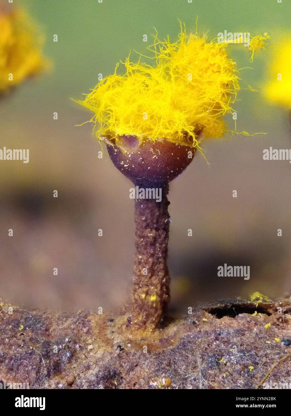 Trichia erecta hi-res stock photography and images - Alamy