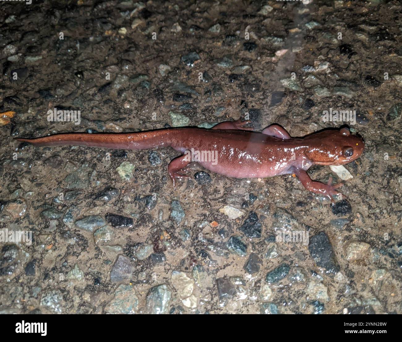 Northwestern Salamander (Ambystoma gracile Stock Photo - Alamy