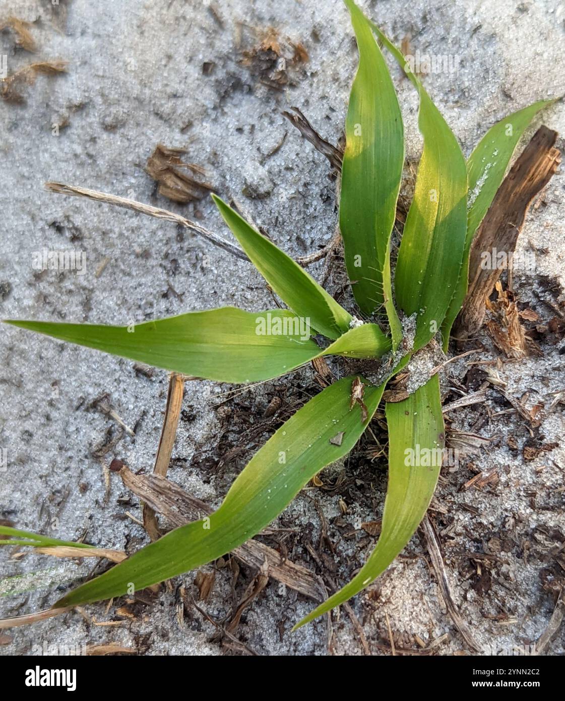Paspalum setaceum hi-res stock photography and images - Alamy