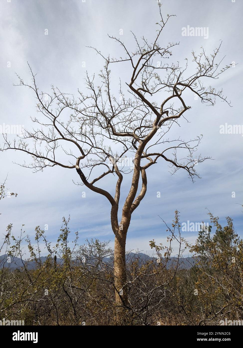 elephant tree (Bursera microphylla Stock Photo - Alamy