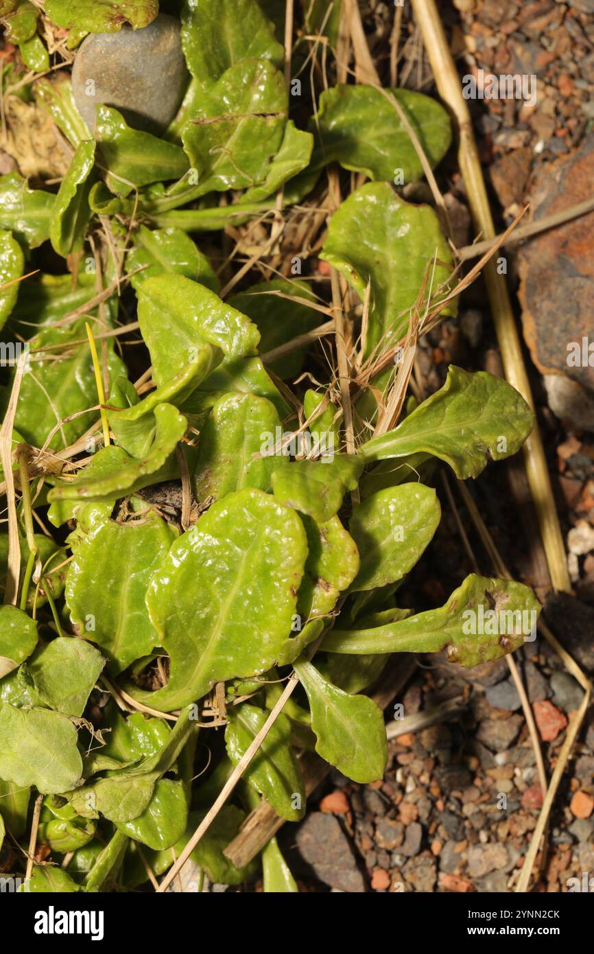 sea beet (Beta vulgaris maritima Stock Photo - Alamy