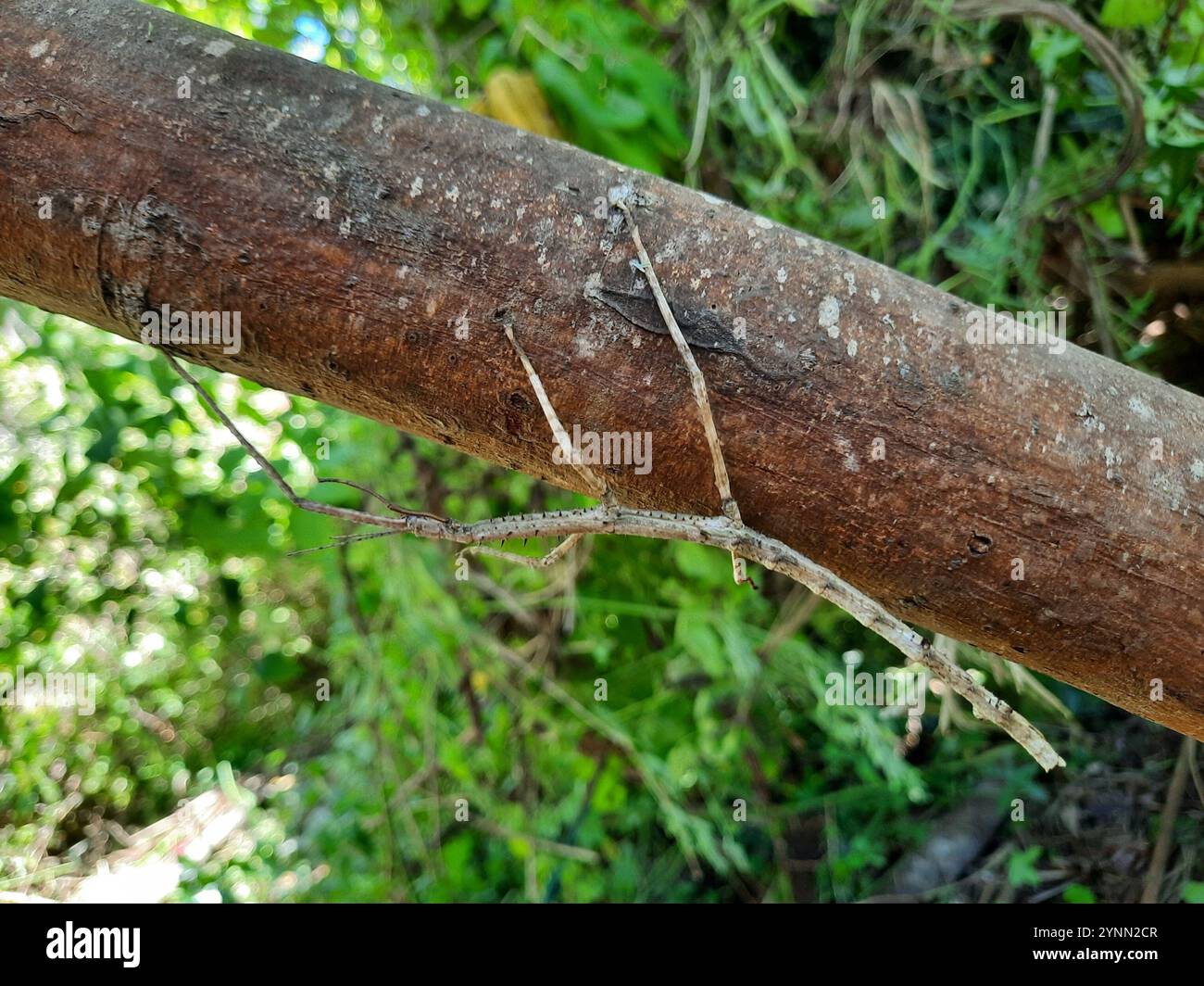 New Zealand Giant Stick Insect (Argosarchus horridus Stock Photo - Alamy