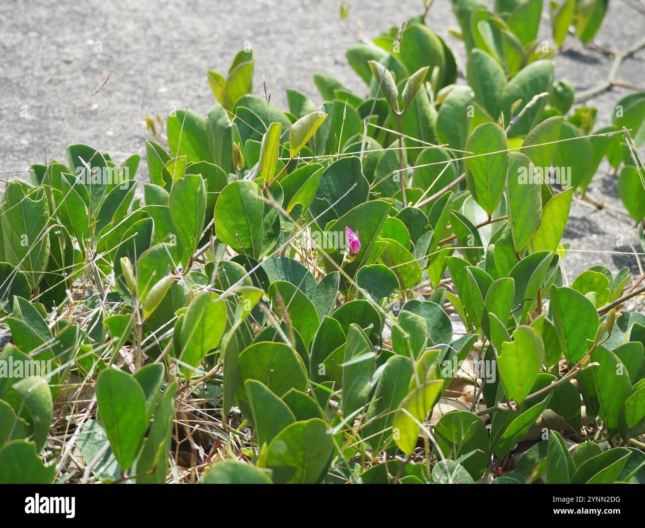 Beach Bean (Canavalia rosea Stock Photo - Alamy