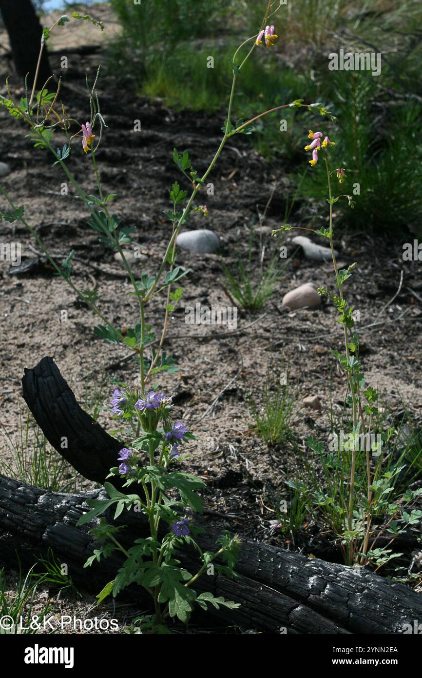 Capnoides sempervirens hi-res stock photography and images - Alamy