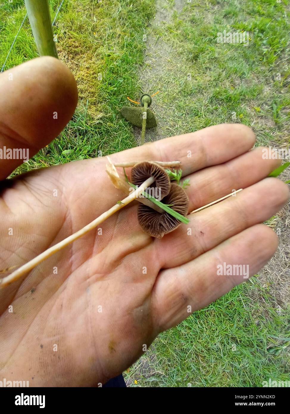 Mower's Mushroom (Panaeolus foenisecii Stock Photo - Alamy