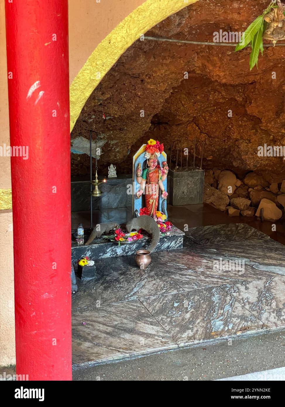 Indian Grey Mongoose (Urva edwardsii Stock Photo - Alamy