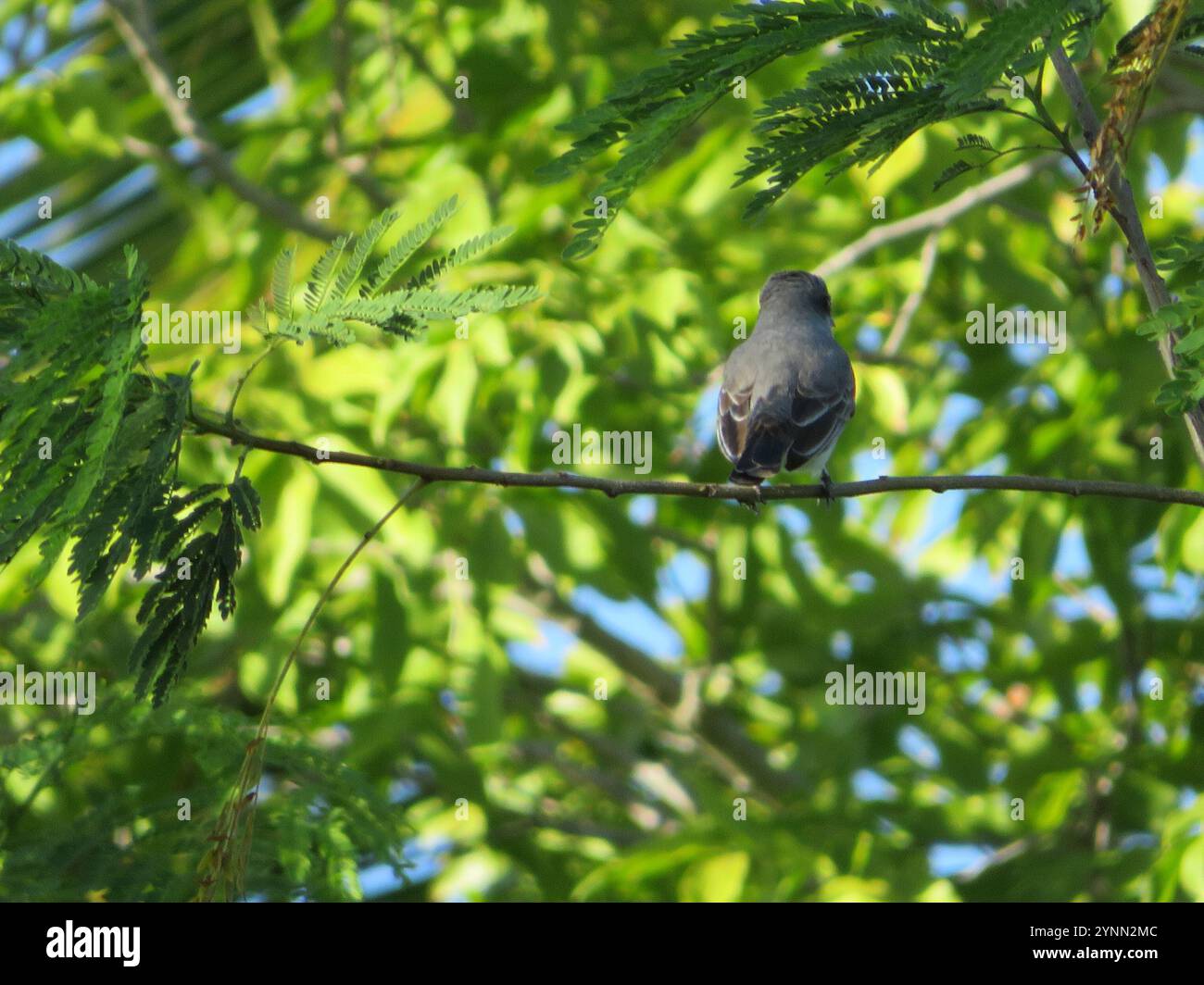 (Tyrannus dominicensis dominicensis Stock Photo - Alamy