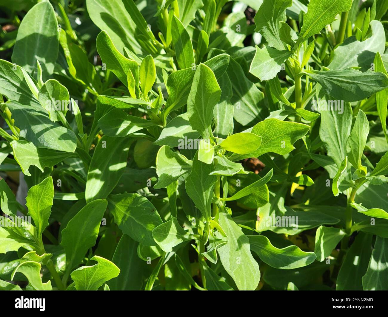 sea ox-eye (Borrichia frutescens Stock Photo - Alamy