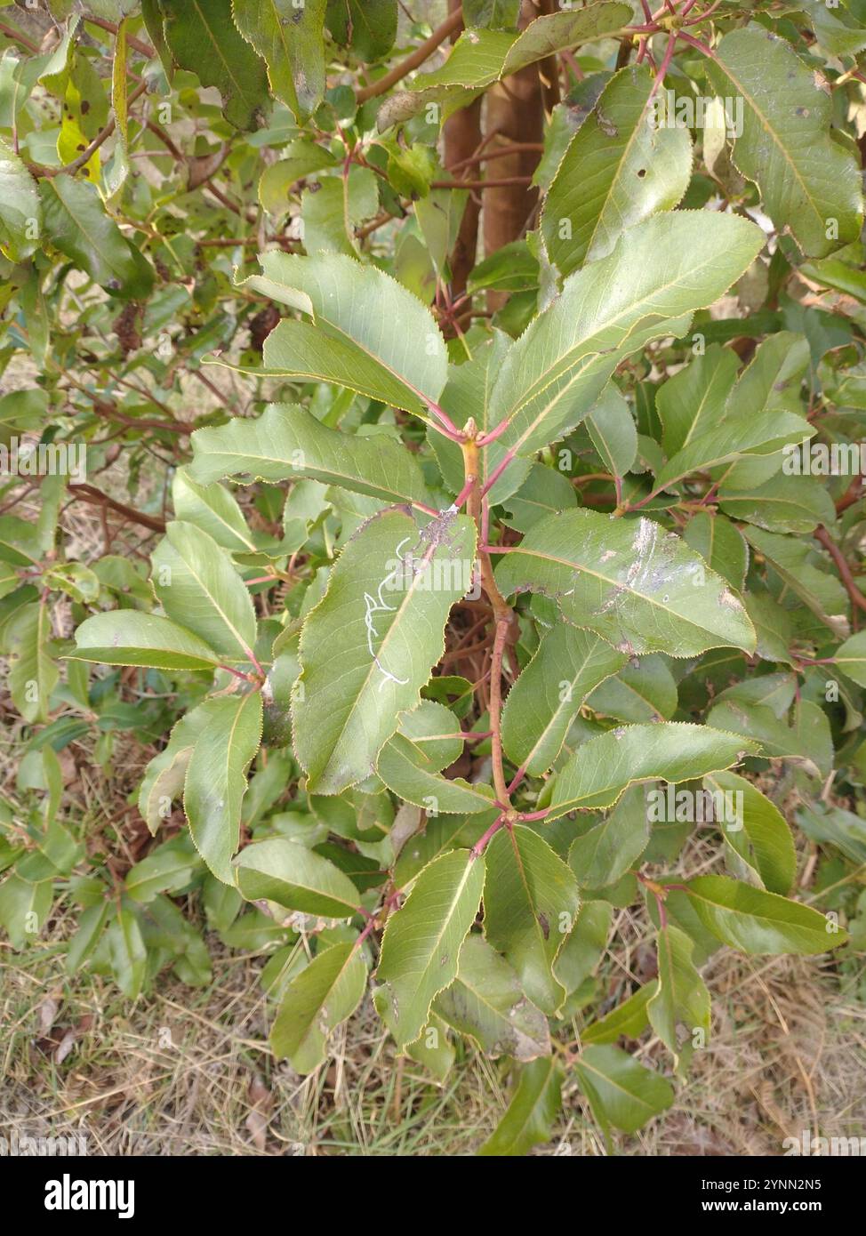 Pacific madrone (Arbutus menziesii Stock Photo - Alamy