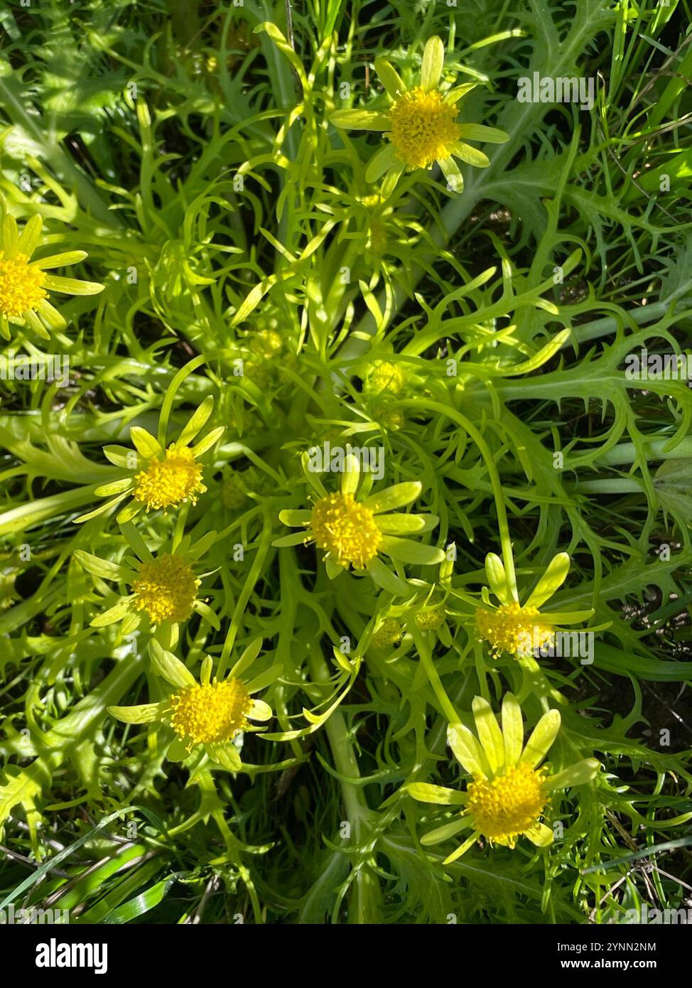 Sanicula arctopoides hi-res stock photography and images - Alamy