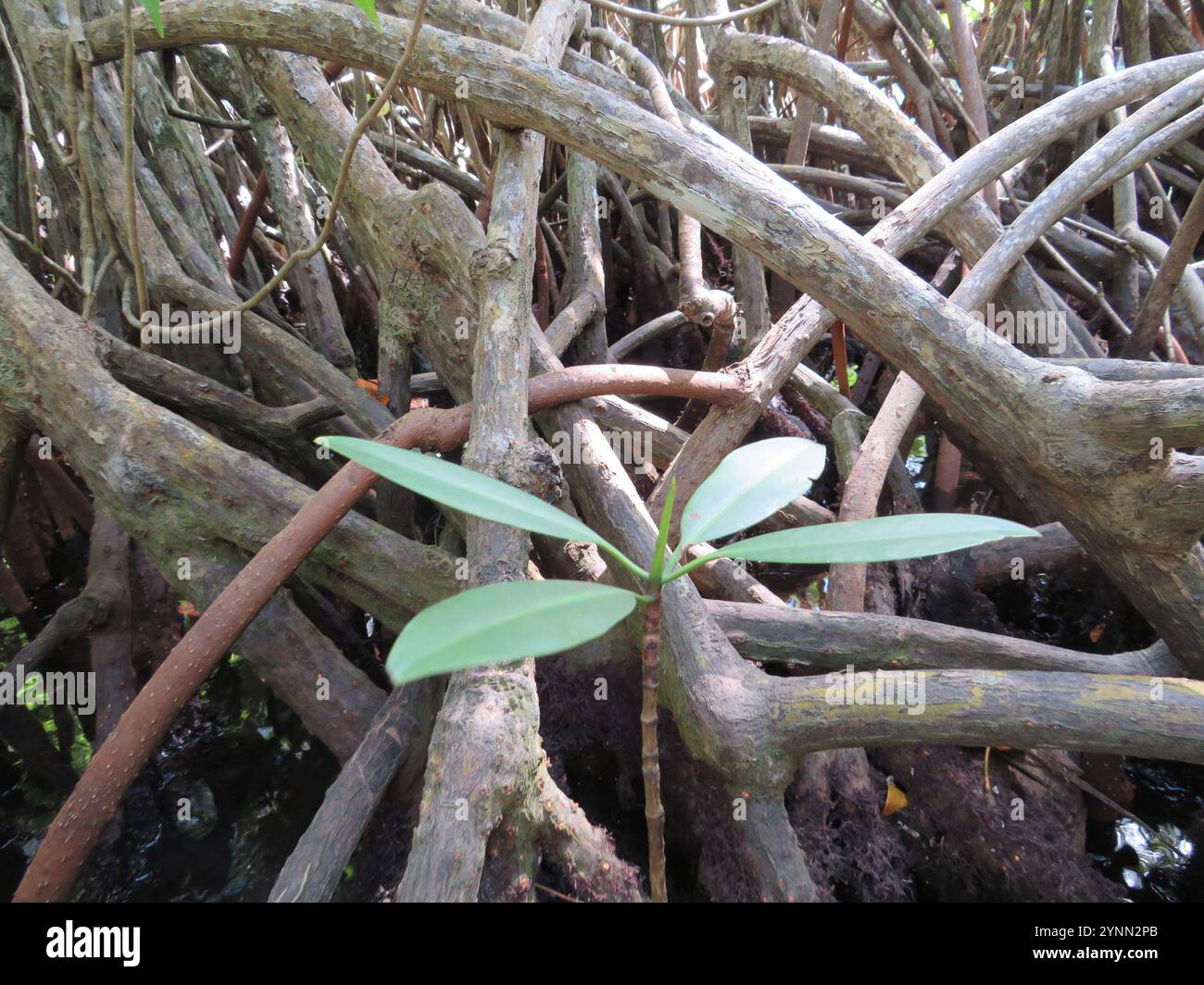 red mangrove (Rhizophora mangle Stock Photo - Alamy