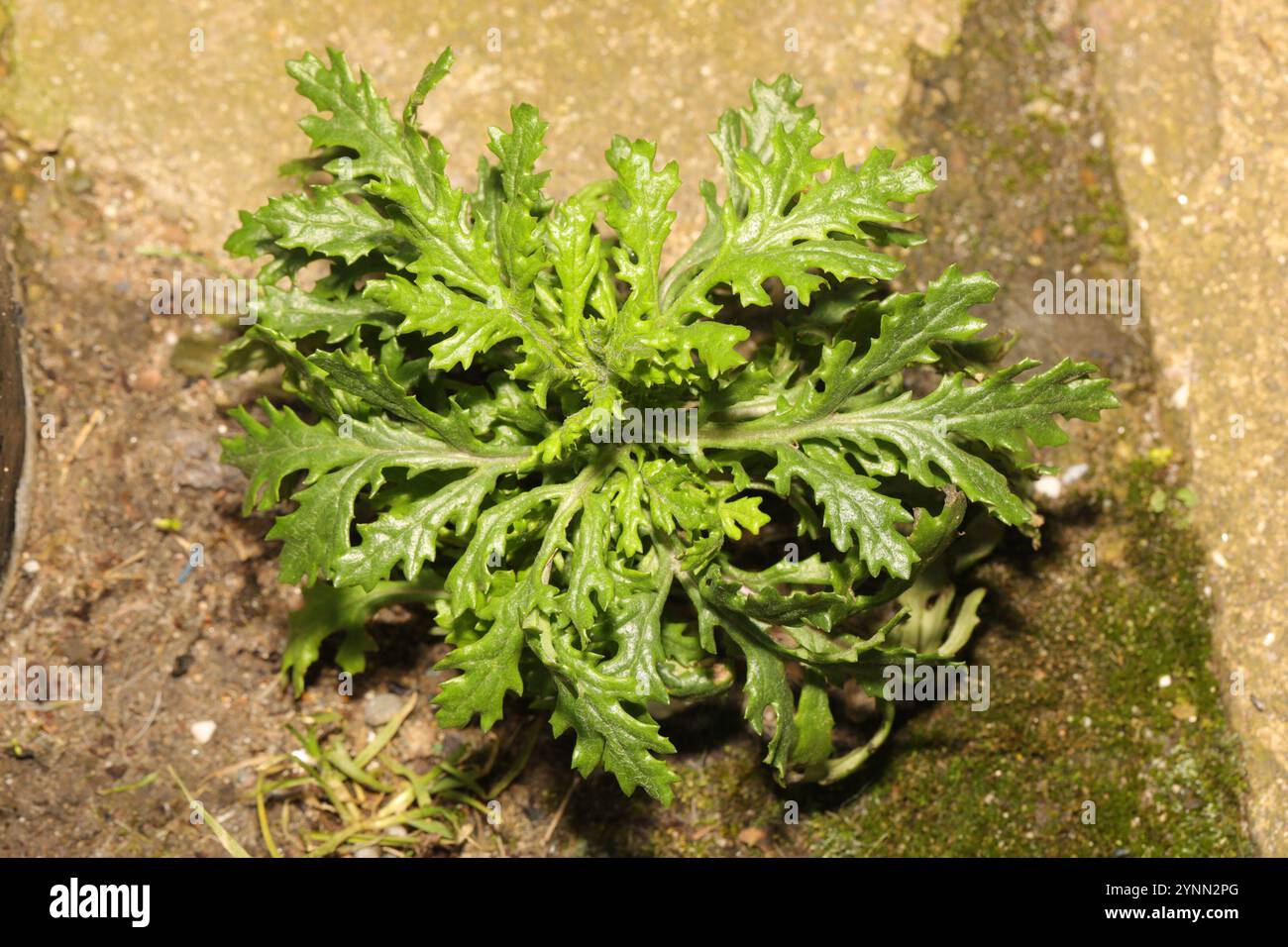 common groundsel (Senecio vulgaris Stock Photo - Alamy