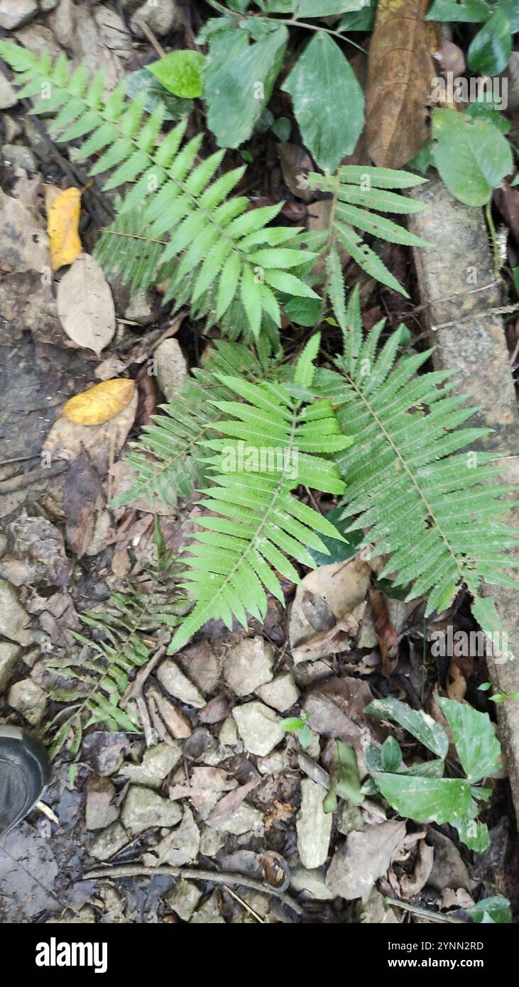 Family thelypteridaceae hi-res stock photography and images - Alamy