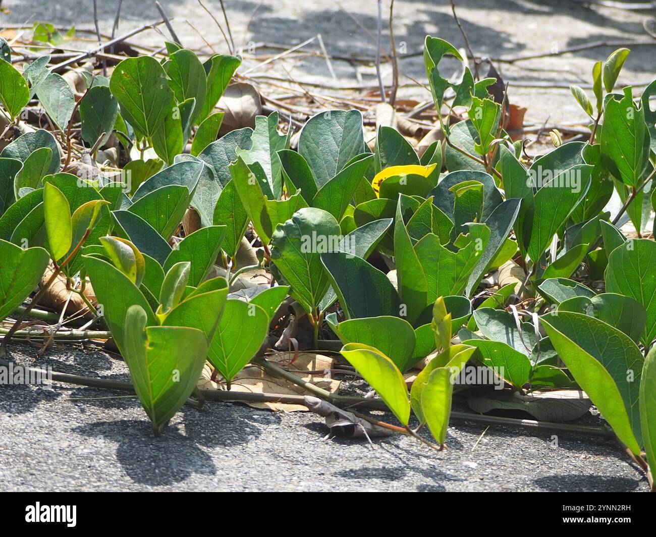 Beach Bean (Canavalia rosea Stock Photo - Alamy