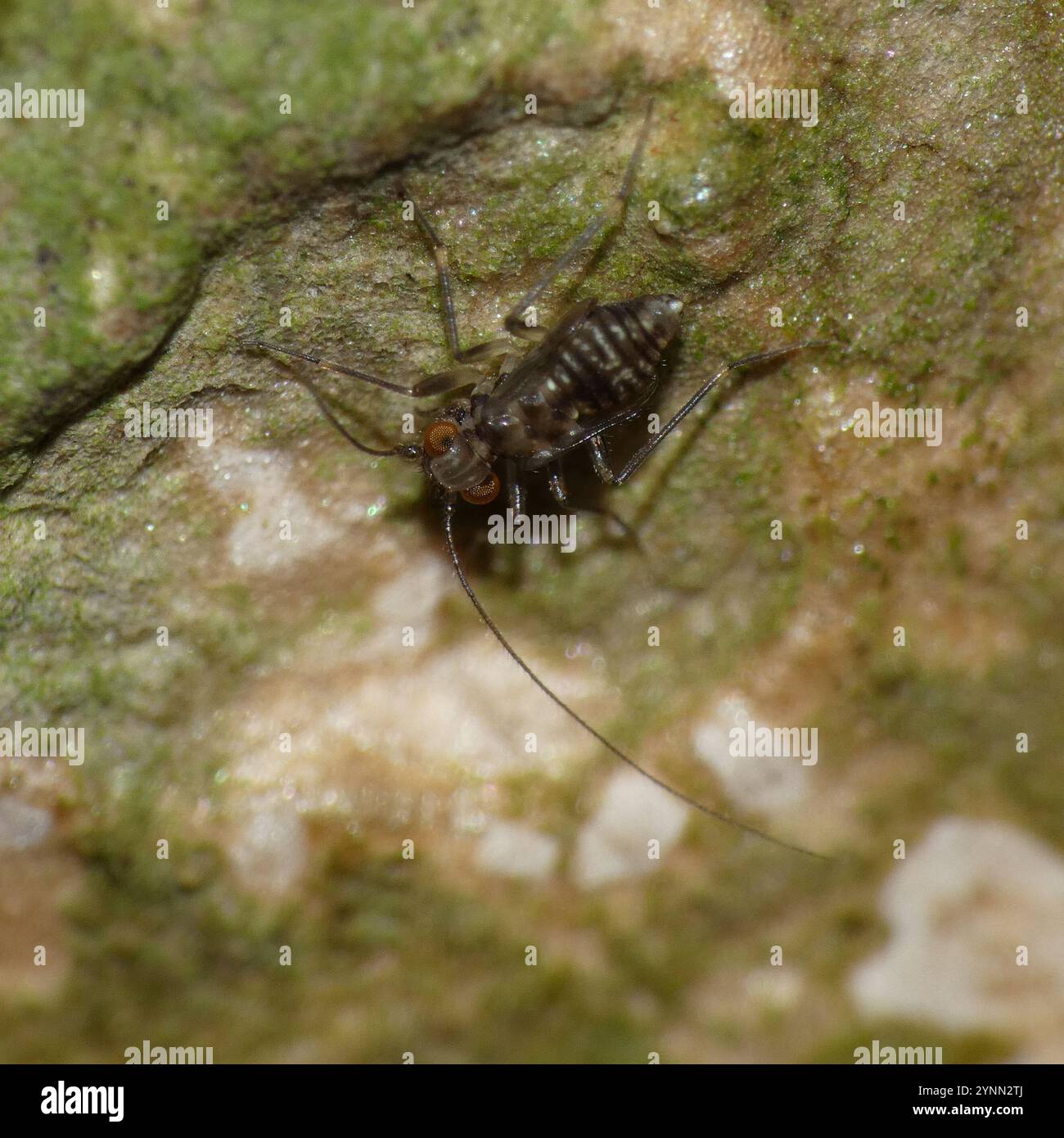 Barklice, Booklice, and Parasitic Lice (Psocodea Stock Photo - Alamy