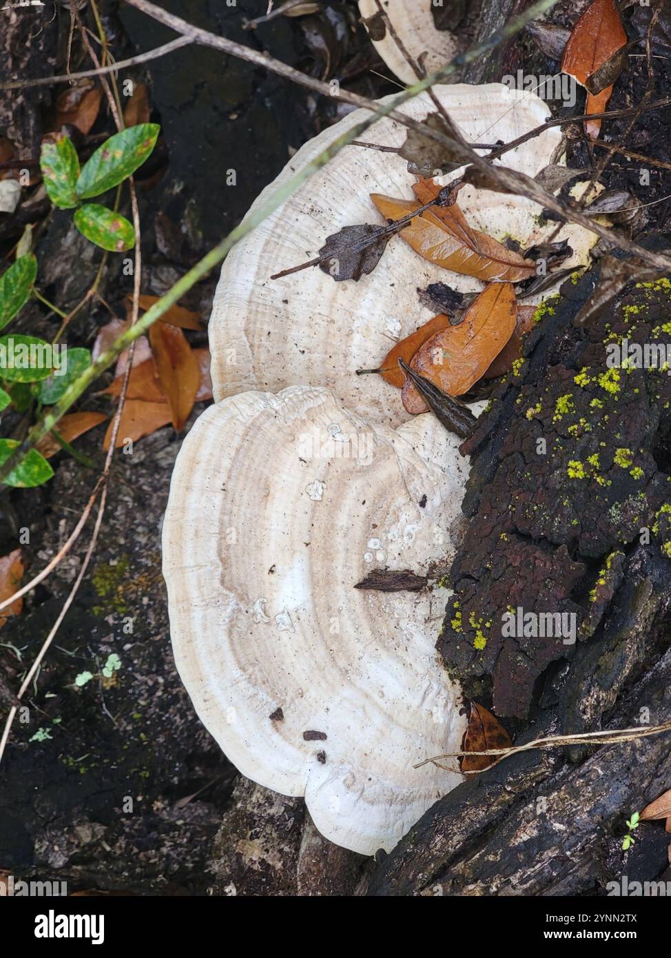 Lactinea hi-res stock photography and images - Alamy