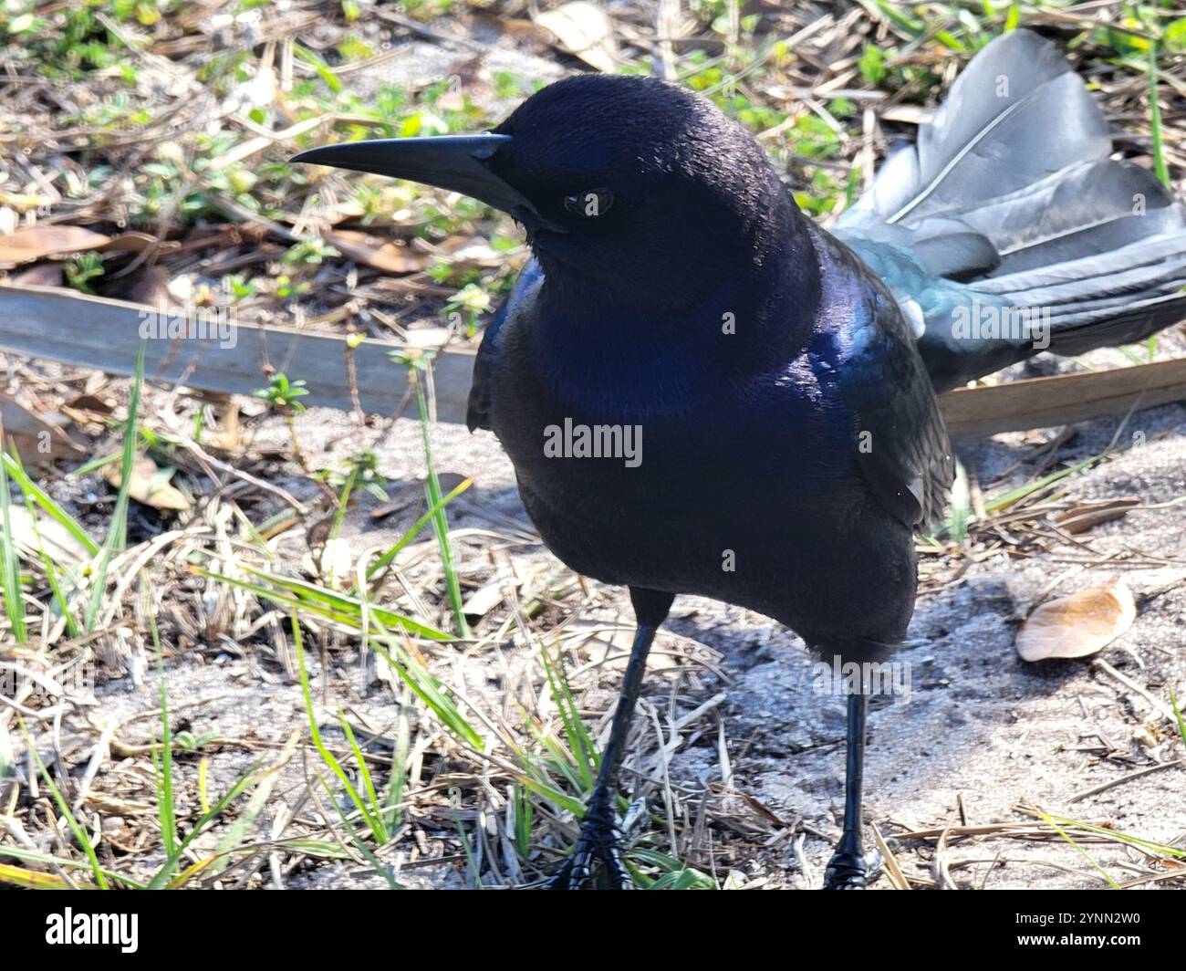 Boat-tailed Grackle (Quiscalus major Stock Photo - Alamy