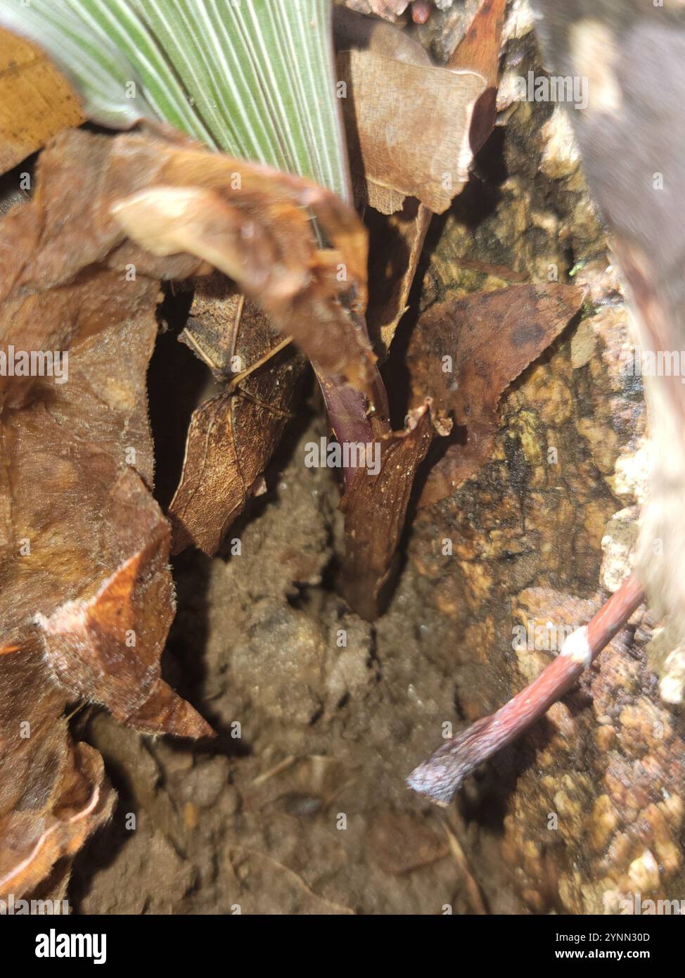 putty root (Aplectrum hyemale Stock Photo - Alamy