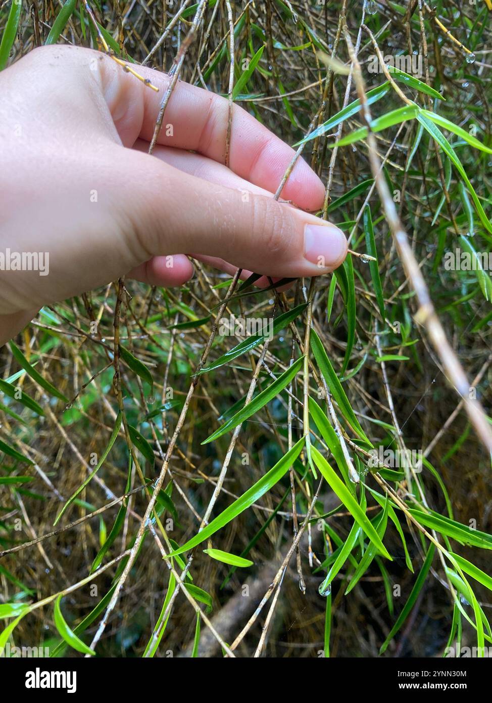 Dendrobium cunninghamii dendrobium cunninghamii hi-res stock ...