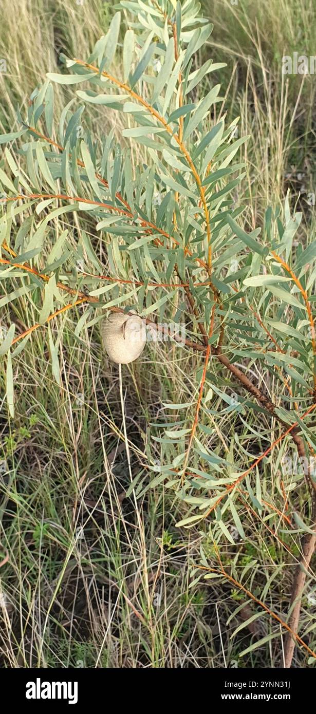 Australian Stick Mantis (Archimantis latistyla Stock Photo - Alamy