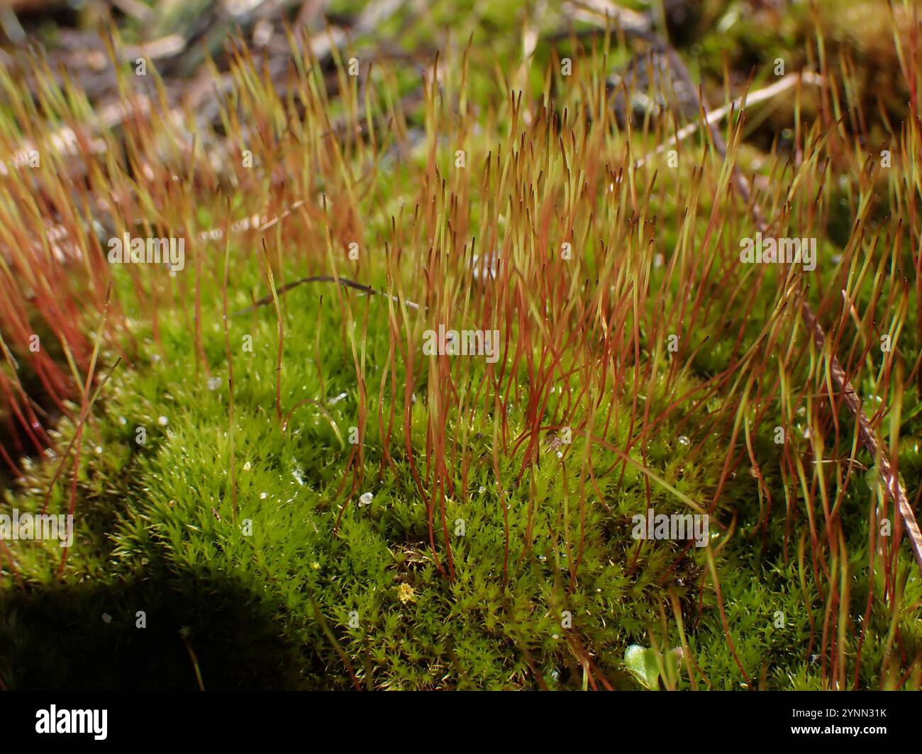 Redshank (Ceratodon purpureus Stock Photo - Alamy
