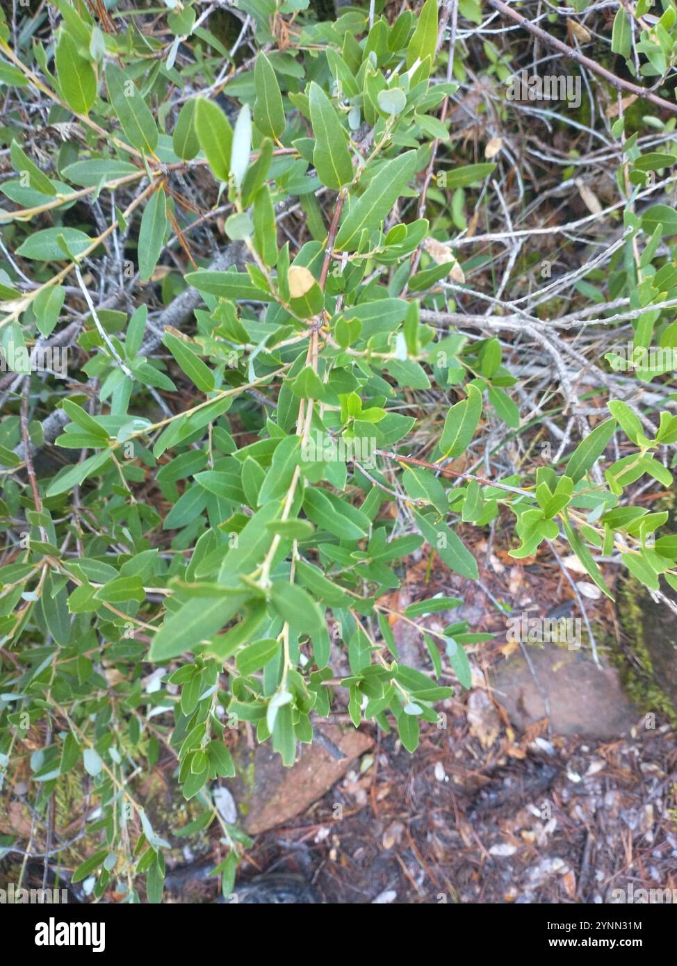 Huckleberry oak hi-res stock photography and images - Alamy