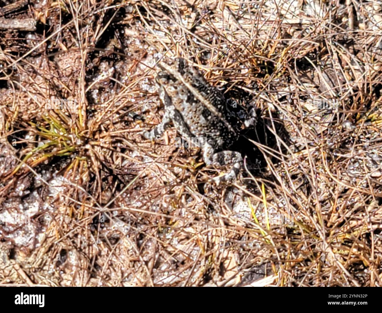 Oak toad (anaxyrus quercicus) hi-res stock photography and images - Alamy