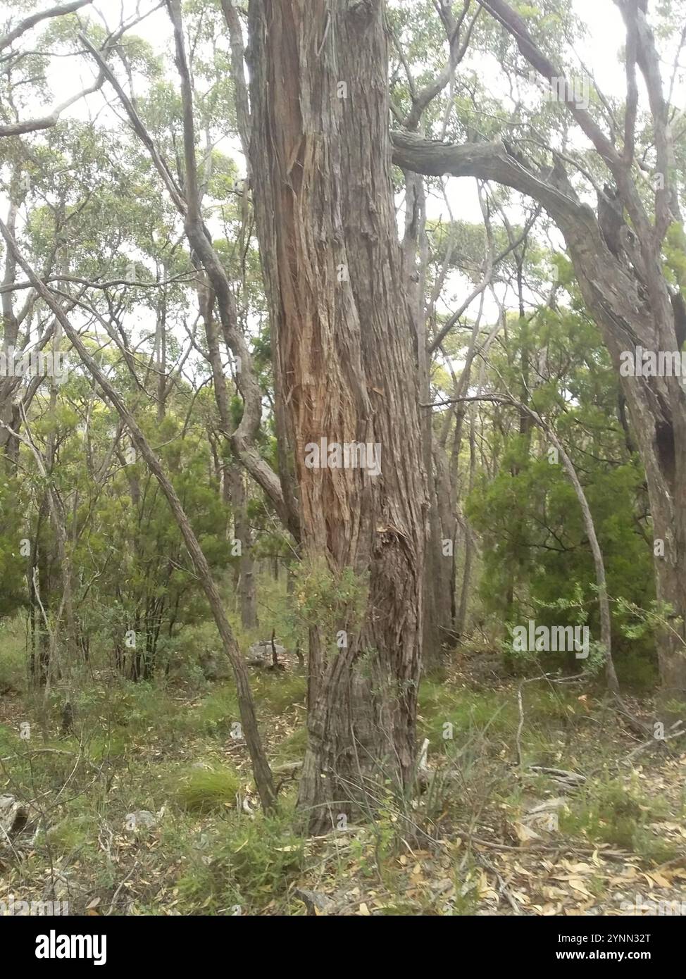 Brown-top Stringybark (Eucalyptus obliqua Stock Photo - Alamy
