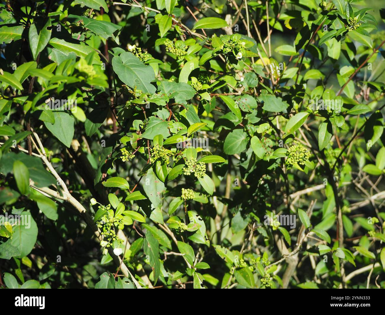 Chinese Hydrangea (Hydrangea chinensis Stock Photo - Alamy