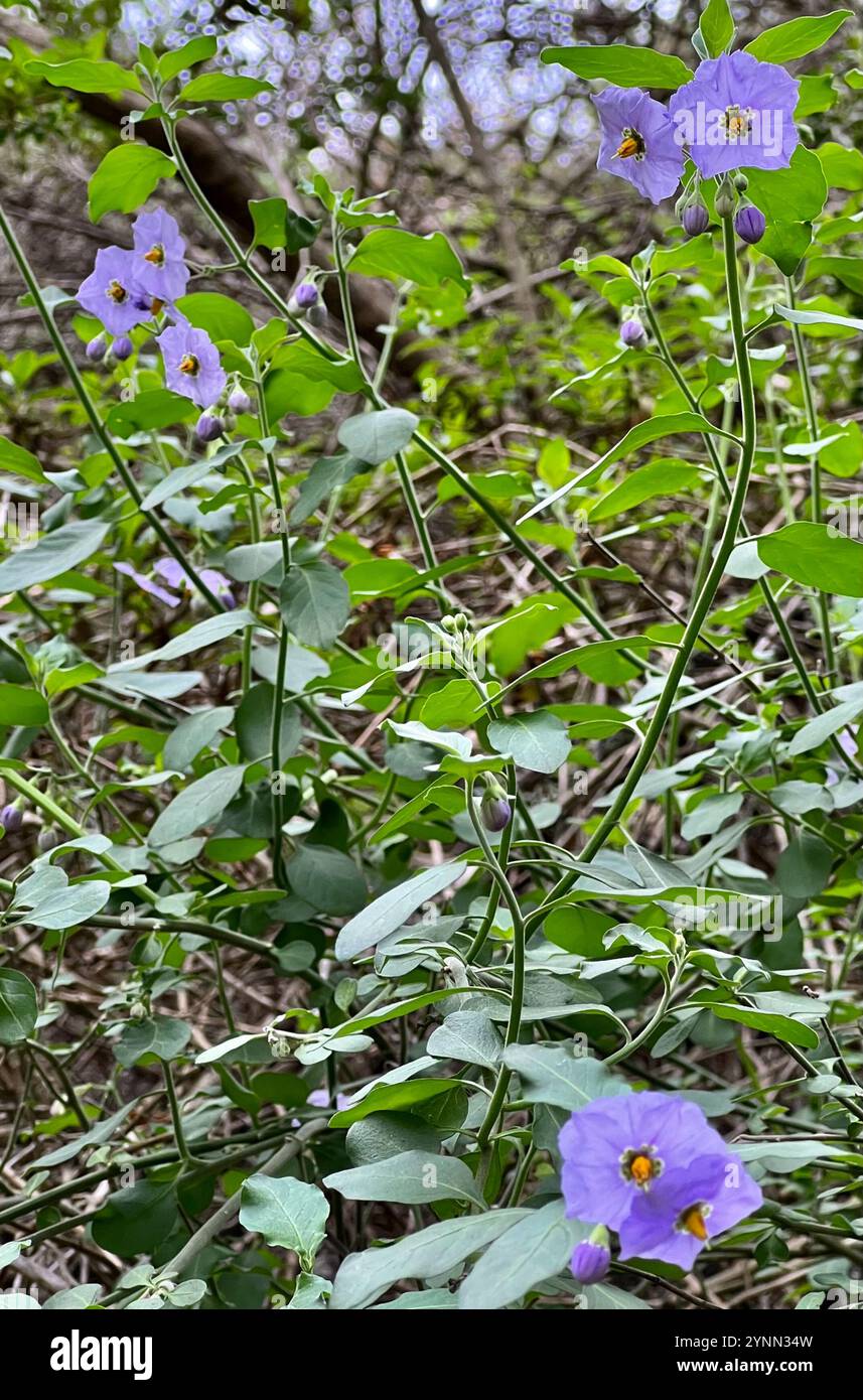 bluewitch nightshade (Solanum umbelliferum Stock Photo - Alamy