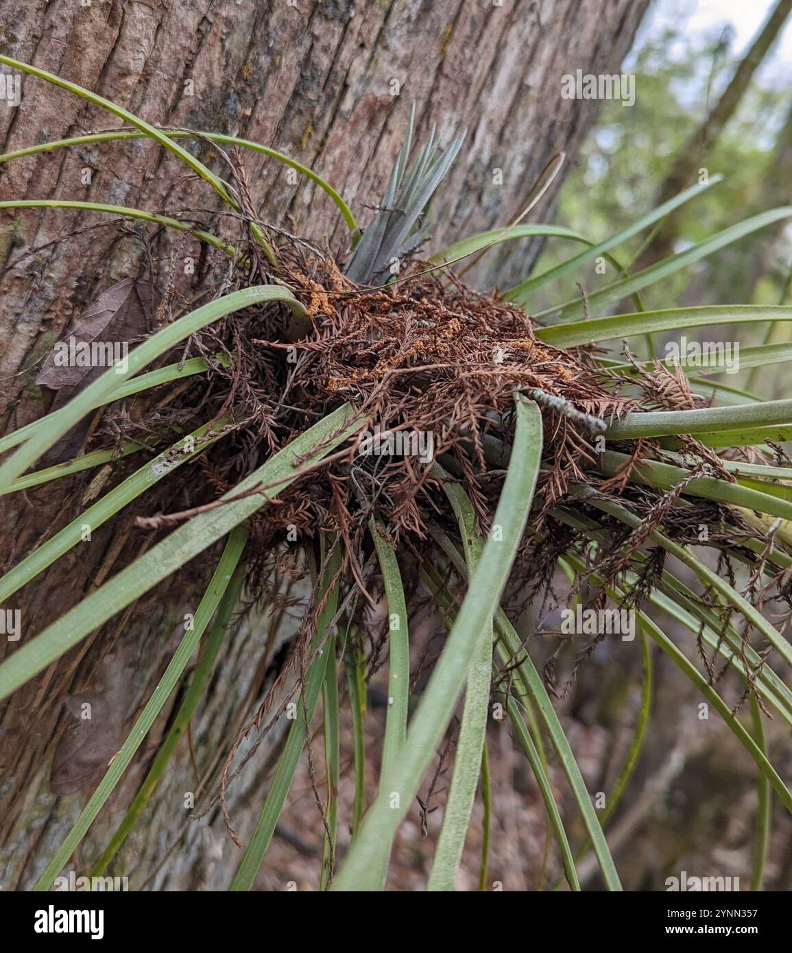 Manatee River airplant (Tillandsia simulata Stock Photo - Alamy