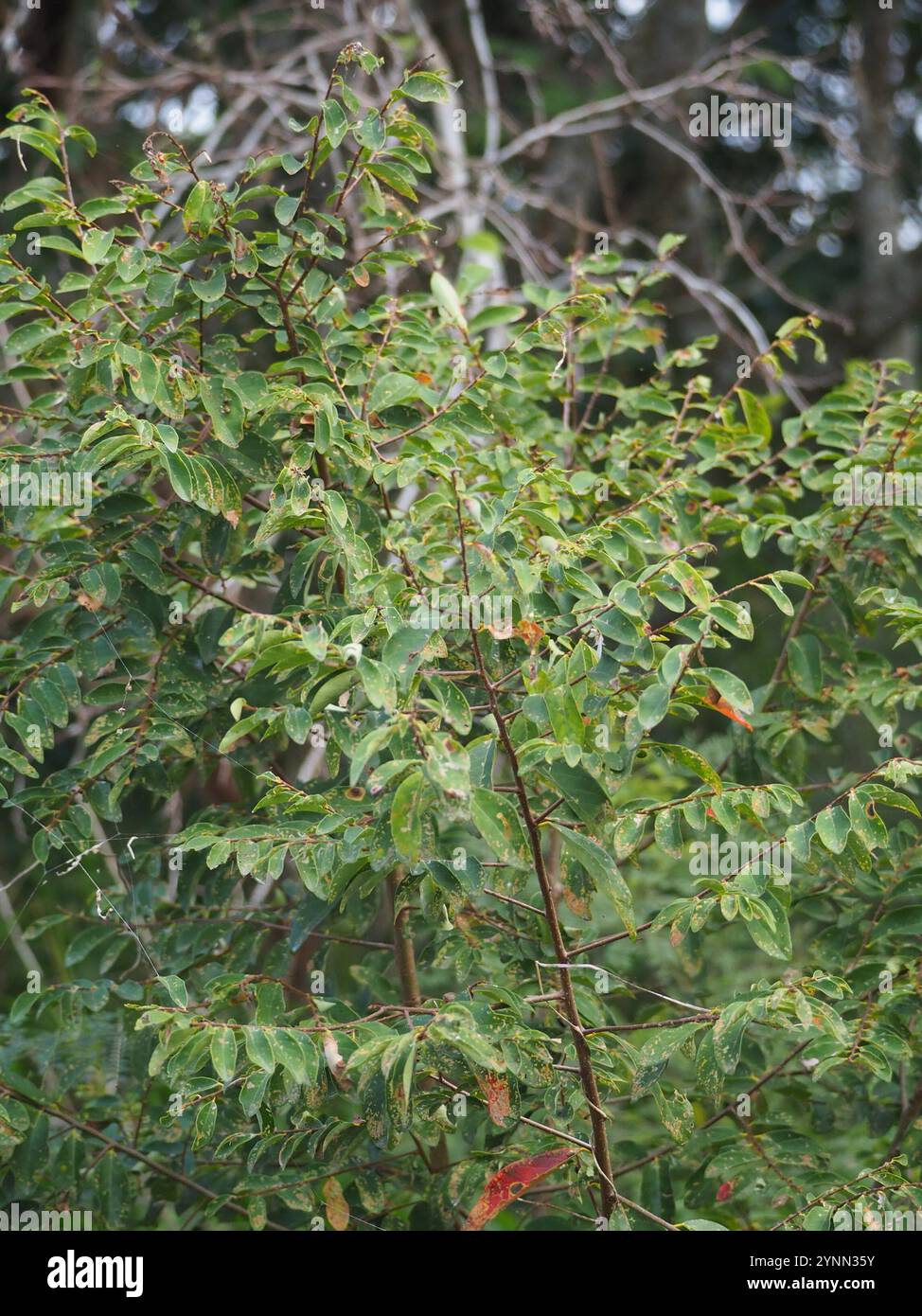 Pop-gun Seed (Bridelia tomentosa Stock Photo - Alamy