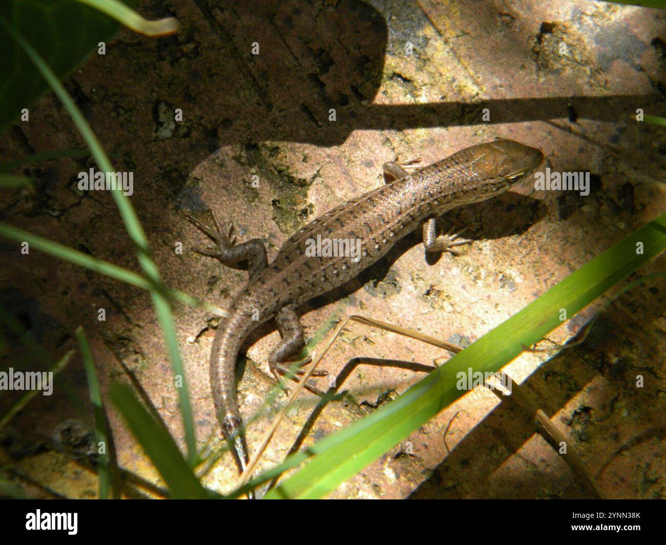 Cape Skink (Trachylepis capensis Stock Photo - Alamy