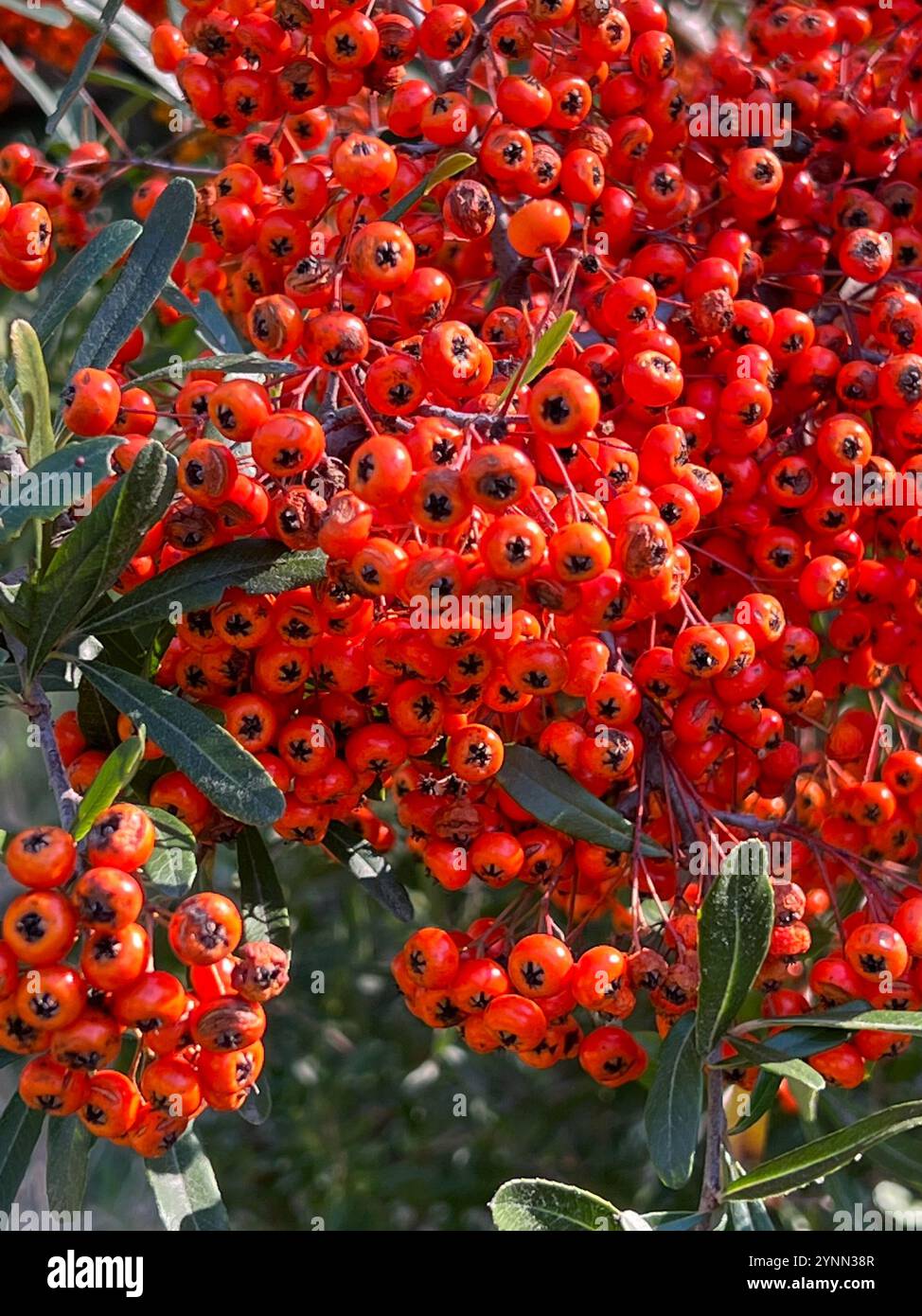 Firethorn (Pyracantha coccinea Stock Photo - Alamy