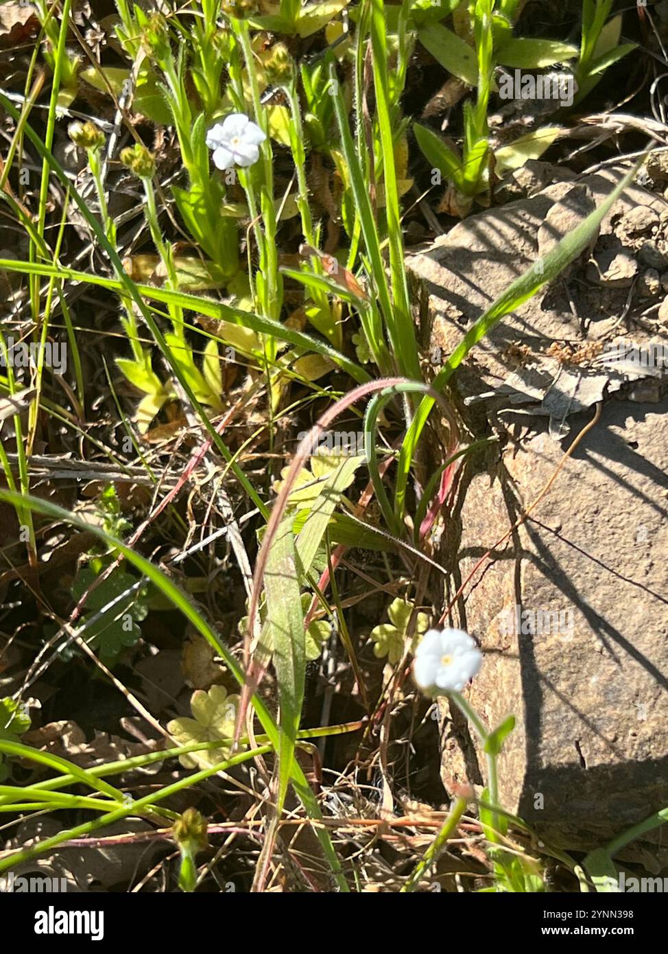Rusty Popcornflower (Plagiobothrys nothofulvus Stock Photo - Alamy