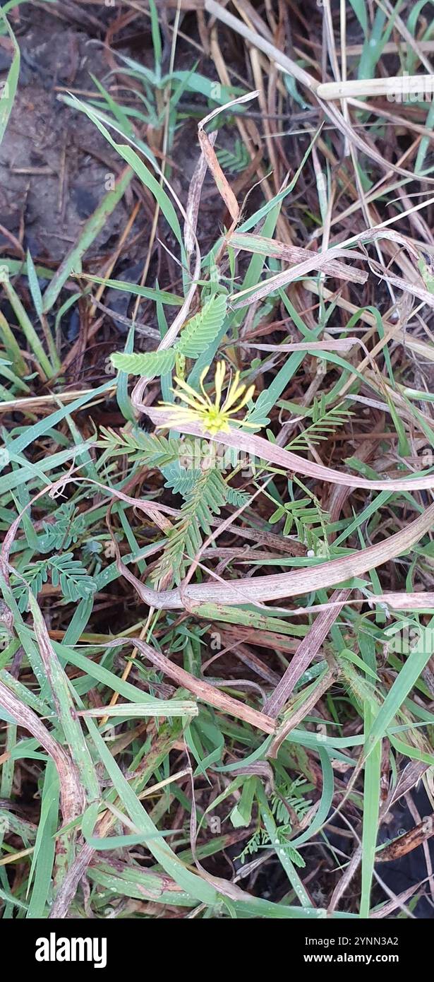 Native Sensitive Plant (Neptunia gracilis Stock Photo - Alamy