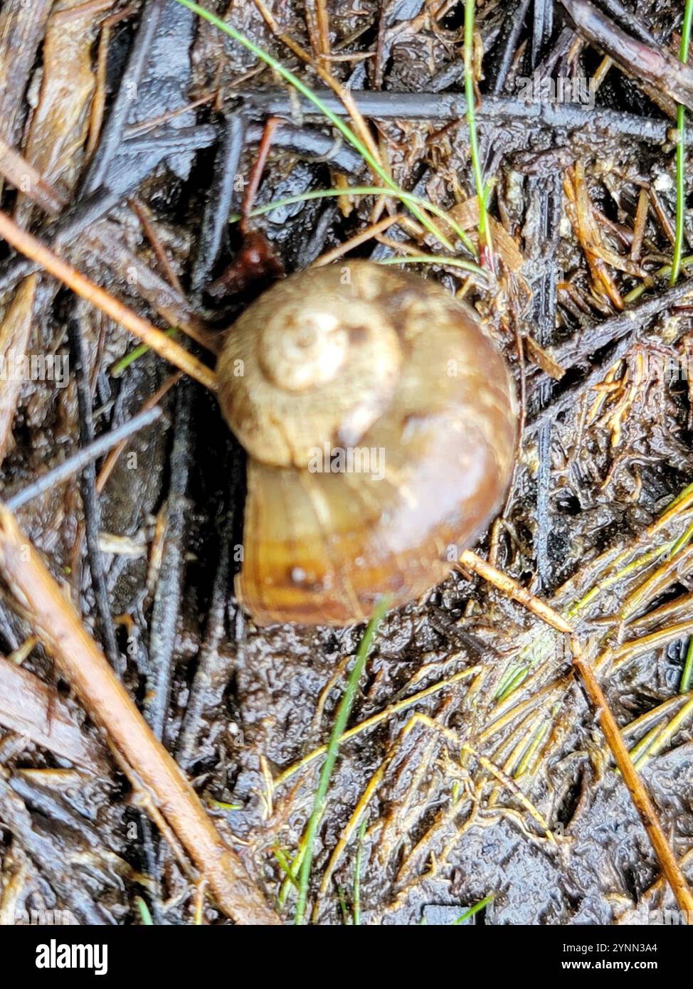 Common Apple Snails (Pomacea Stock Photo - Alamy