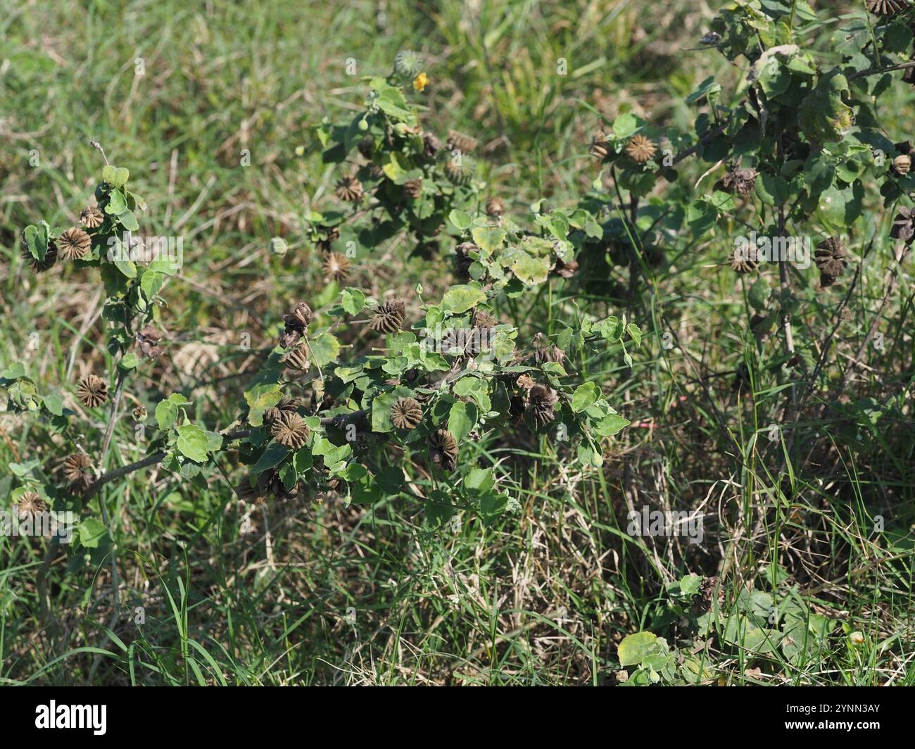 Indian Mallow (Abutilon indicum Stock Photo - Alamy