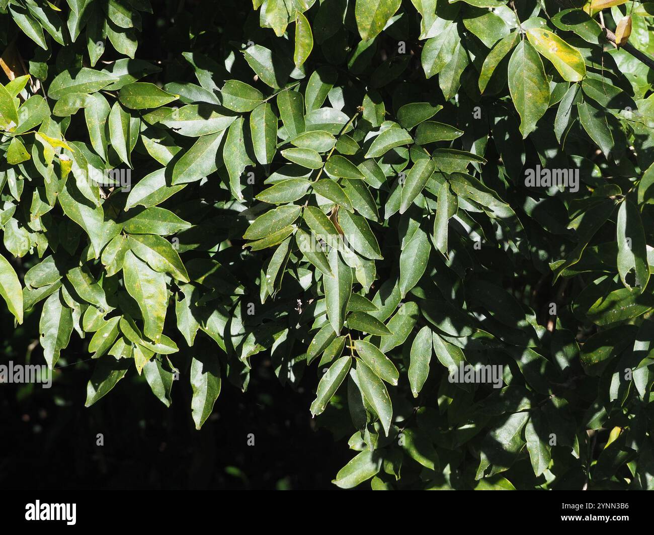 Evergreen Wisteria (Wisteriopsis reticulata Stock Photo - Alamy