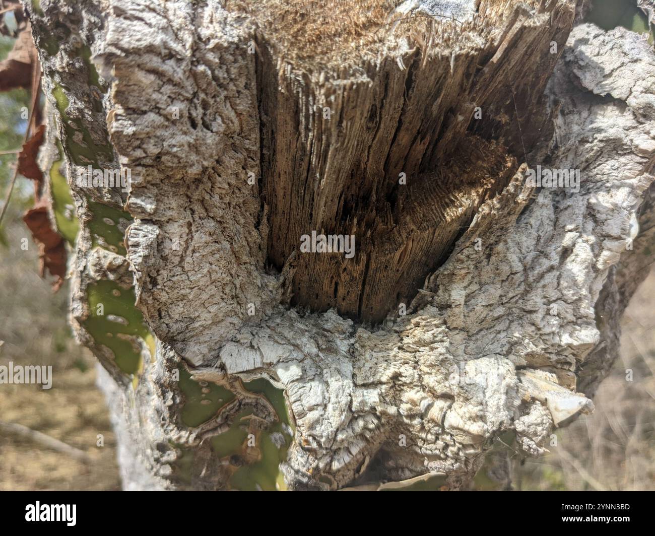 Indian Comb (Pachycereus pecten-aboriginum Stock Photo - Alamy